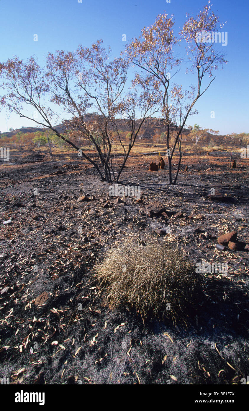 Forest fire, Daintree National park, Queensland, Northern Australia ...