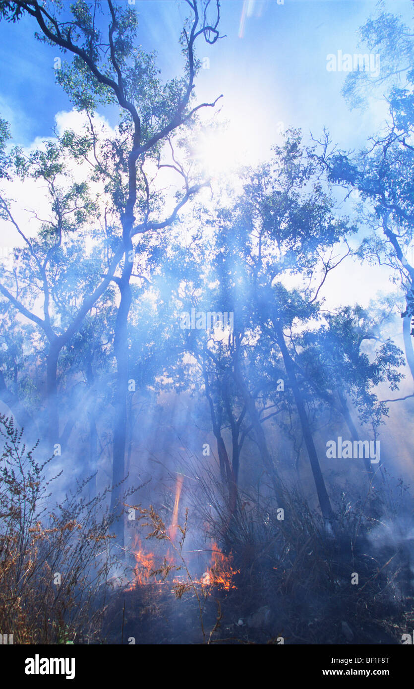 Forest fire, Daintree National park, Queensland, Northern Australia ...