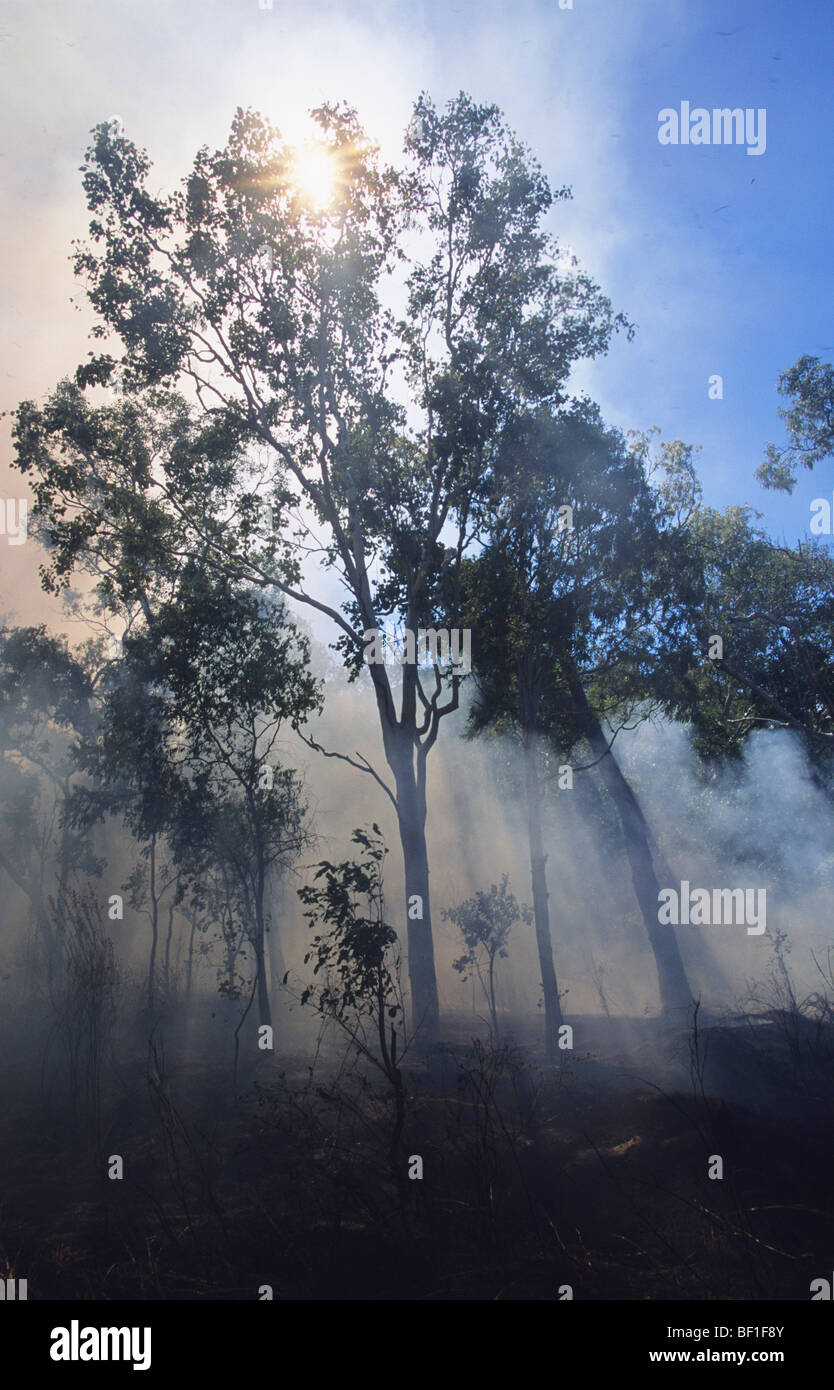 Forest fire, Daintree National park, Queensland, Northern Australia ...