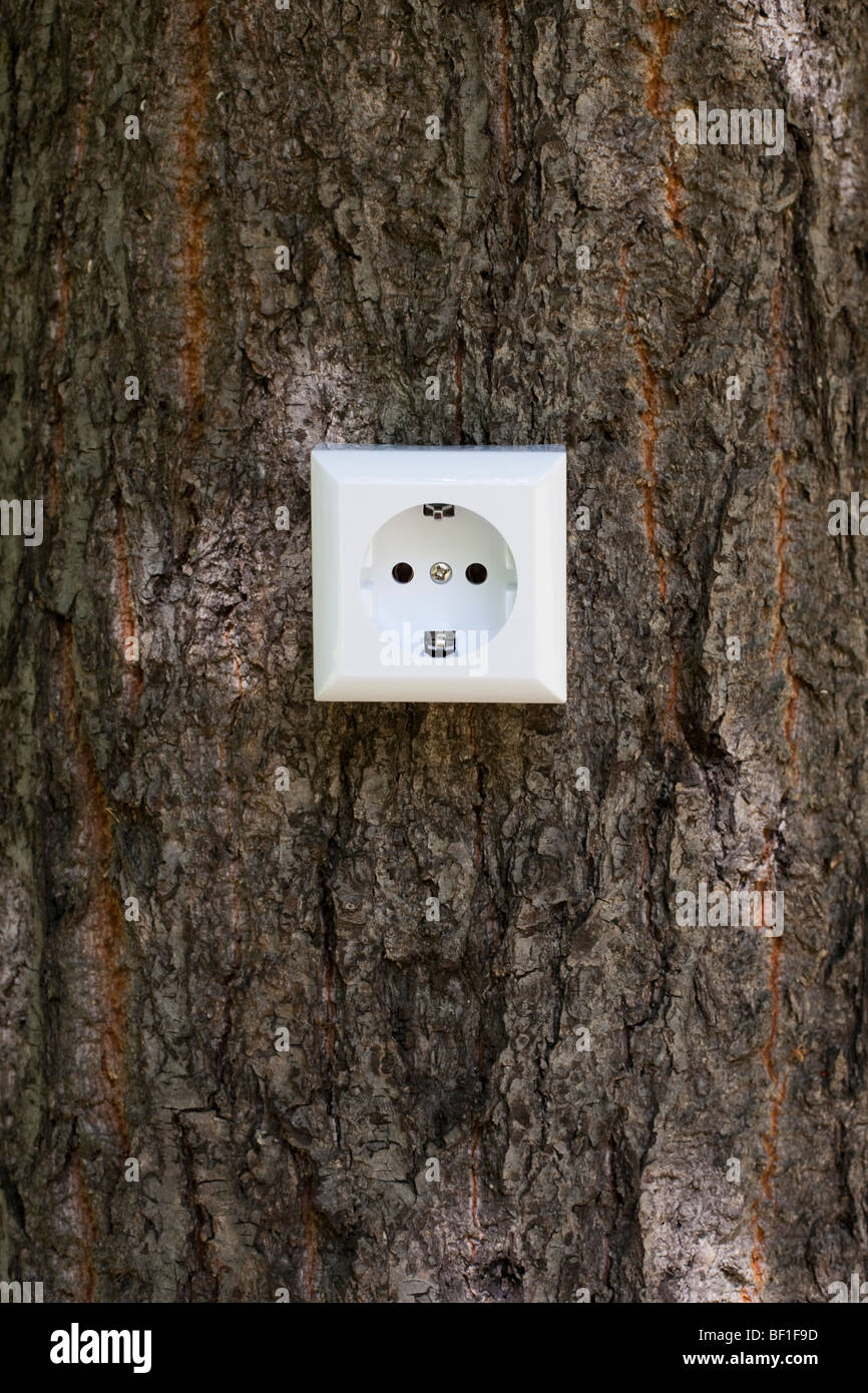 An outlet in a tree Stock Photo - Alamy