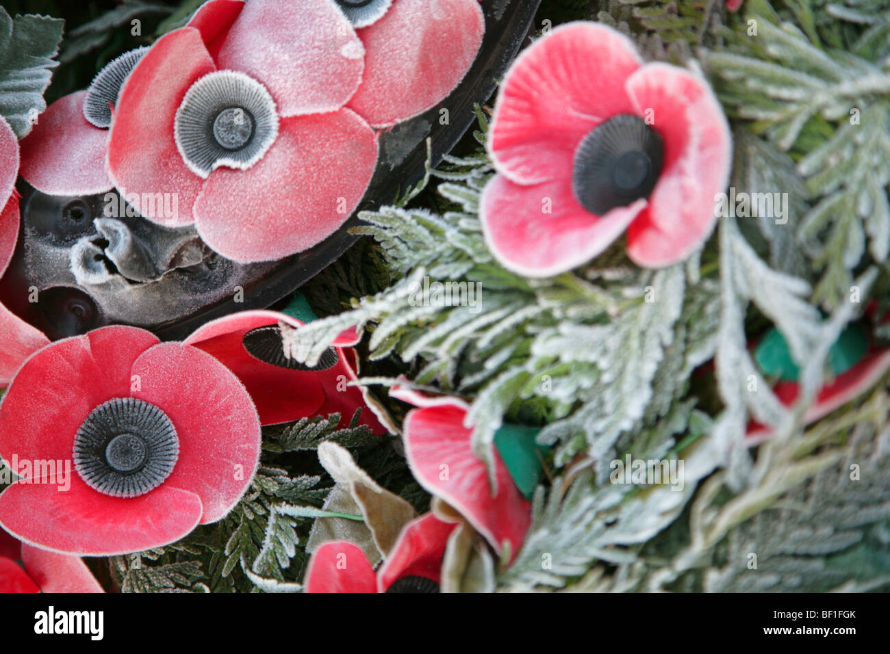 Ice Poppy High Resolution Stock Photography and Images - Alamy