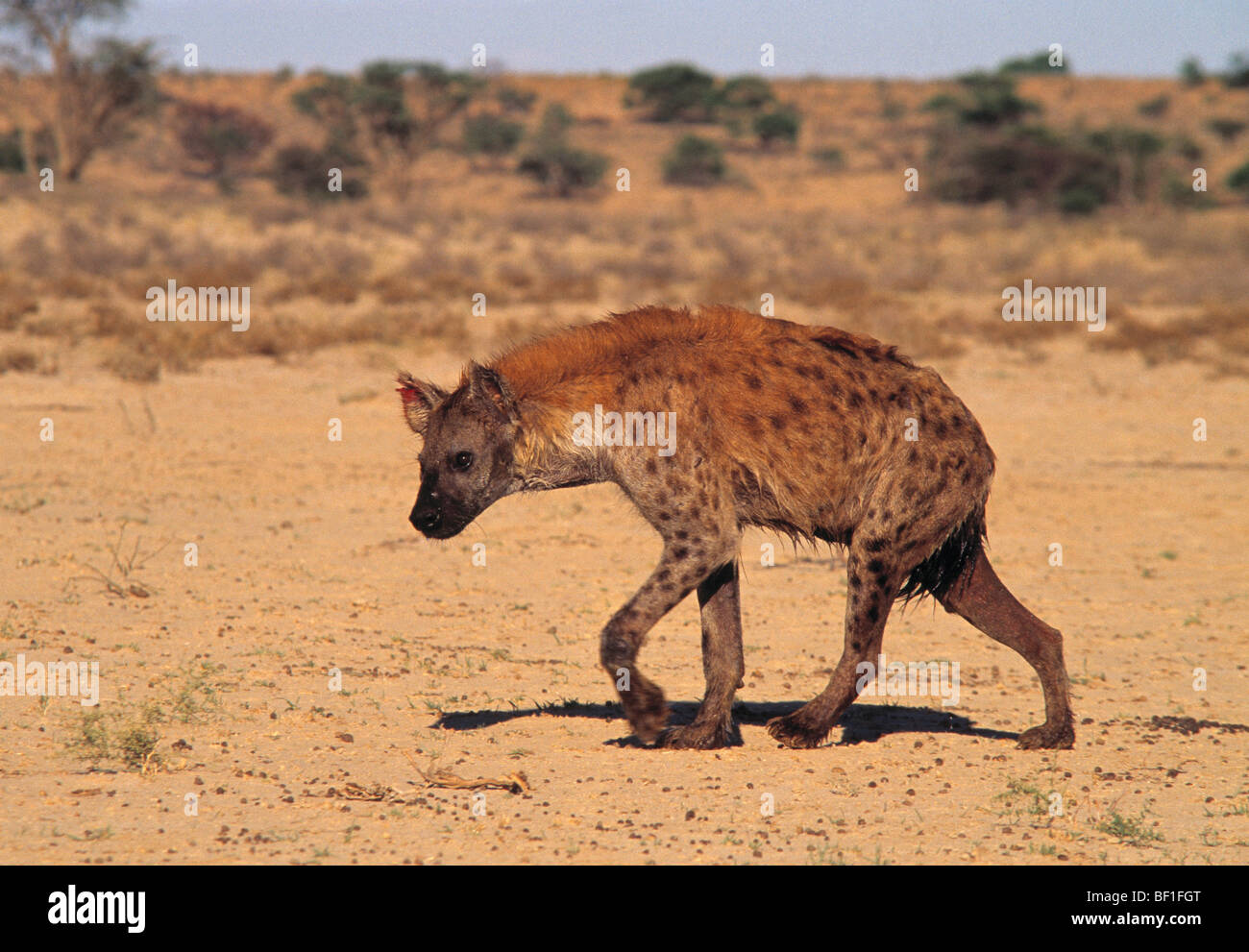 spotted hyena, crocuta crocuta Stock Photo - Alamy