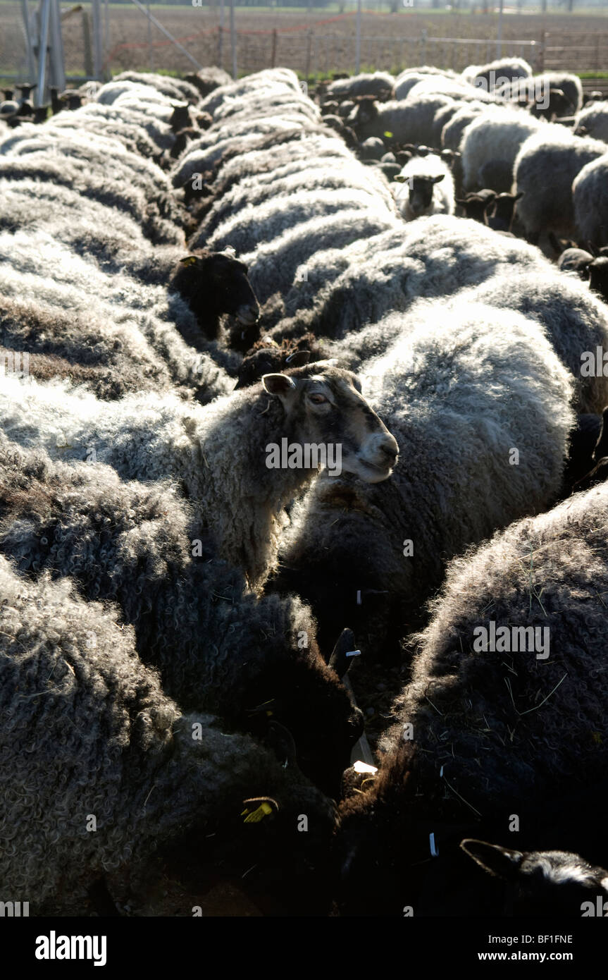 Sheep Herding Rabbit In Sweden