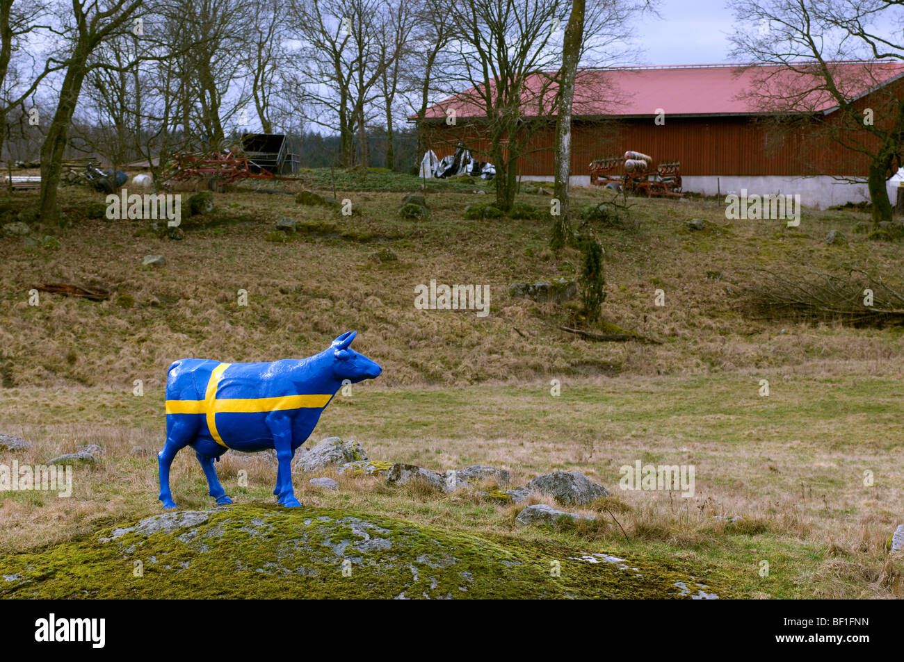 A cow painted as the Swedish flag, Sweden Stock Photo - Alamy