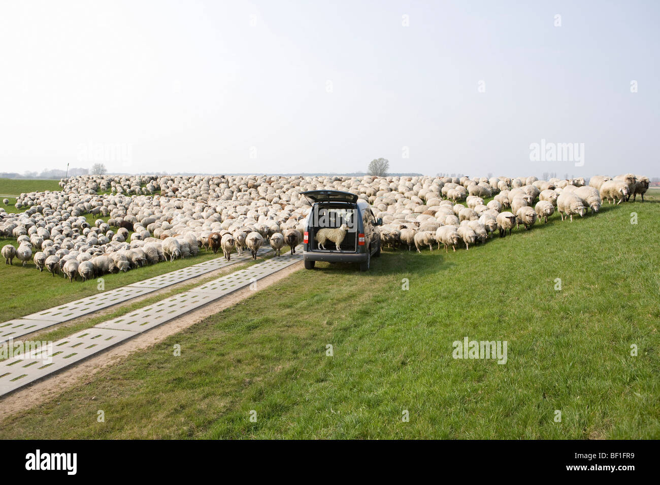 Herd Sheep Car High Resolution Stock Photography and Images - Alamy