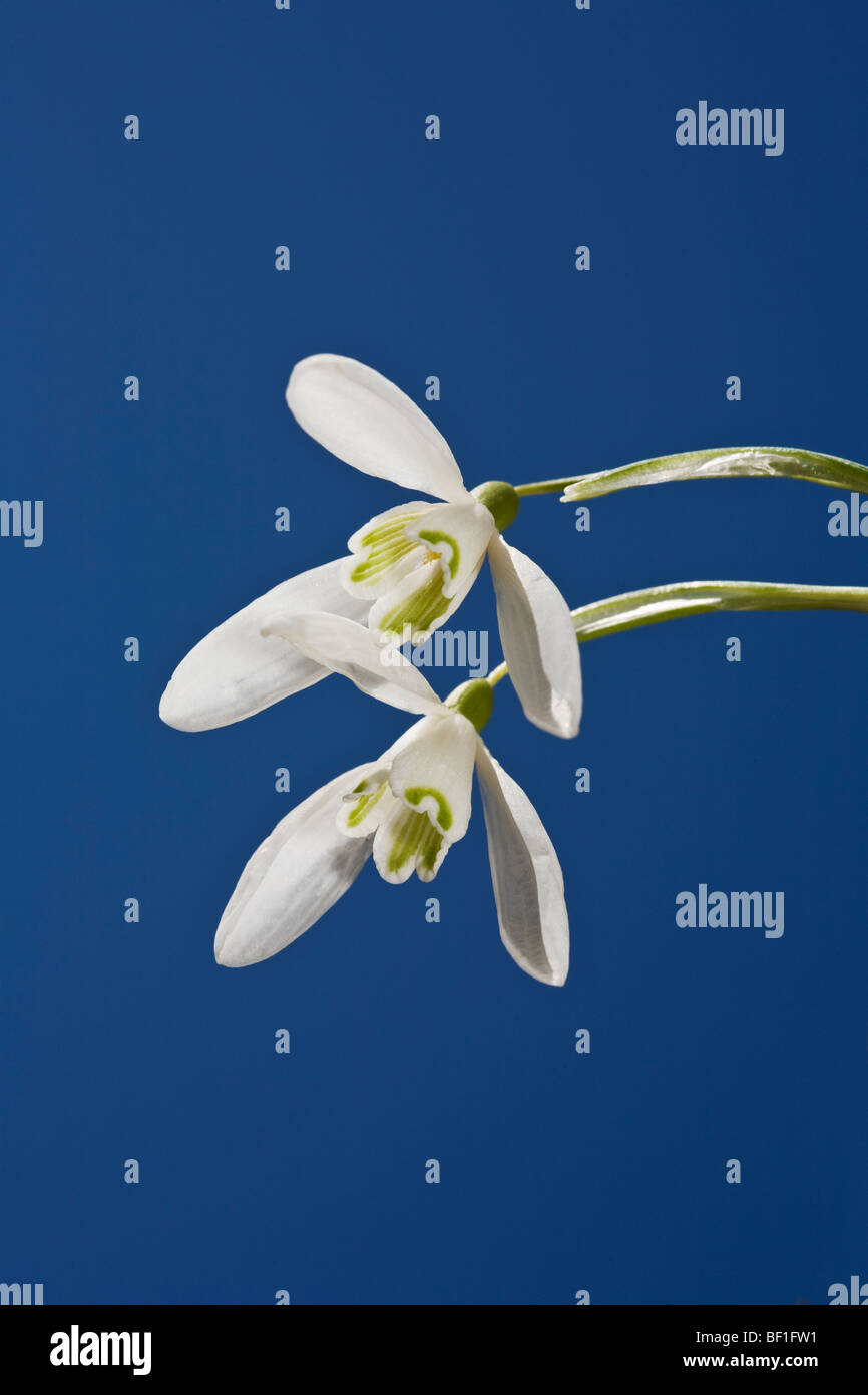 Blue snowdrops hi-res stock photography and images - Alamy