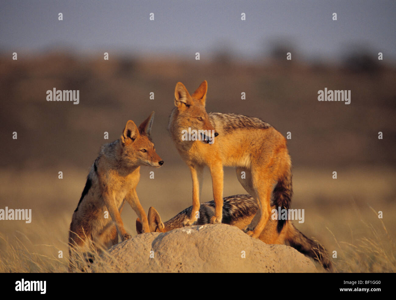black-backed jackal, silver-backed jackal, canis mesomelas Stock Photo ...
