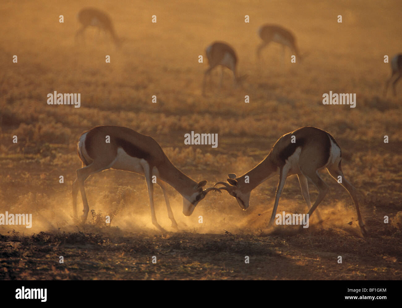 Springboks fighting hi-res stock photography and images - Alamy