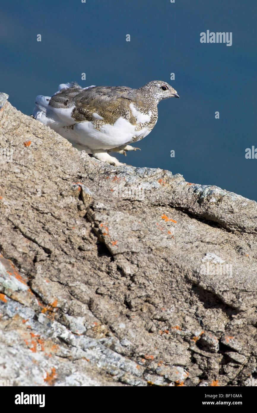 Changing plumage hi-res stock photography and images - Alamy