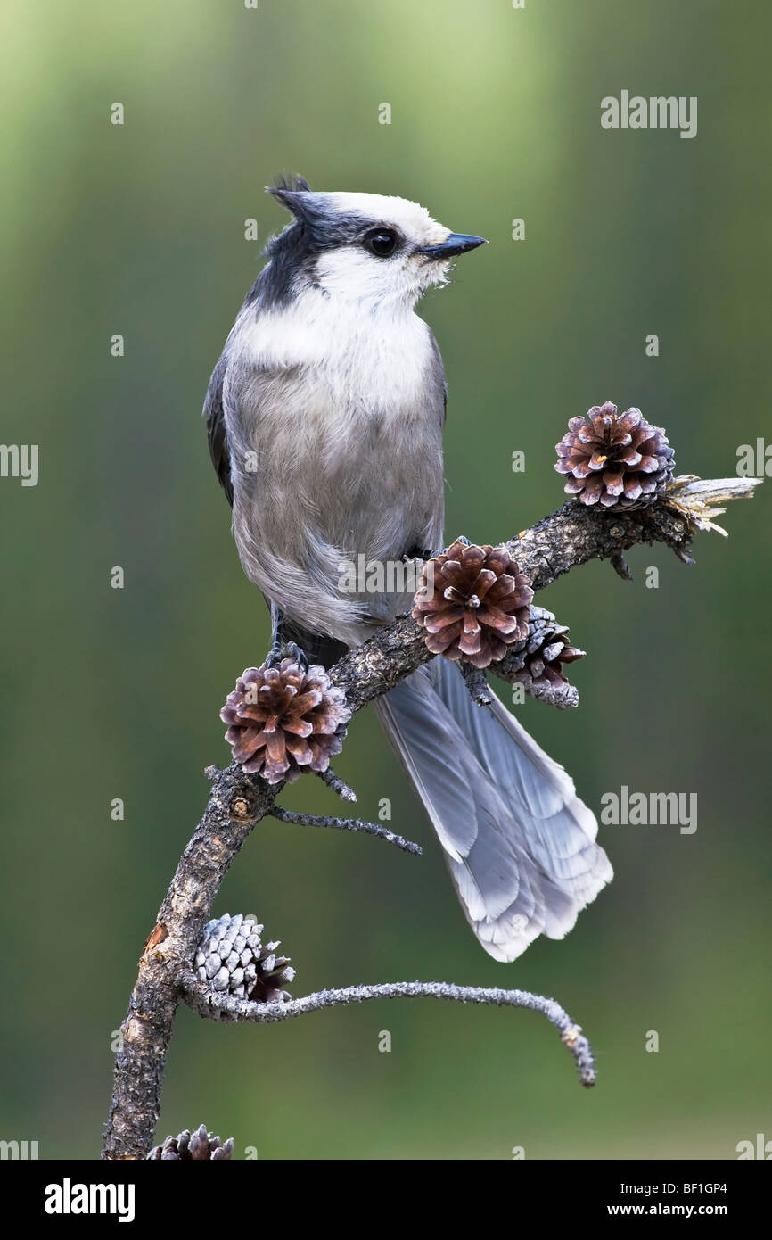 Gray jay bird species hi-res stock photography and images - Alamy