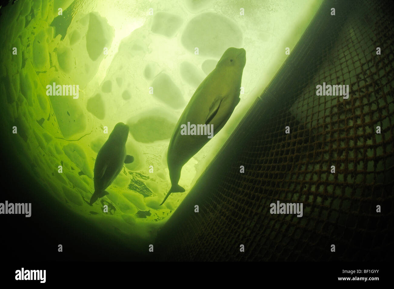 Delphinapterus leucas, White Whale, Beluga, belukha, Sea Canary, White ...