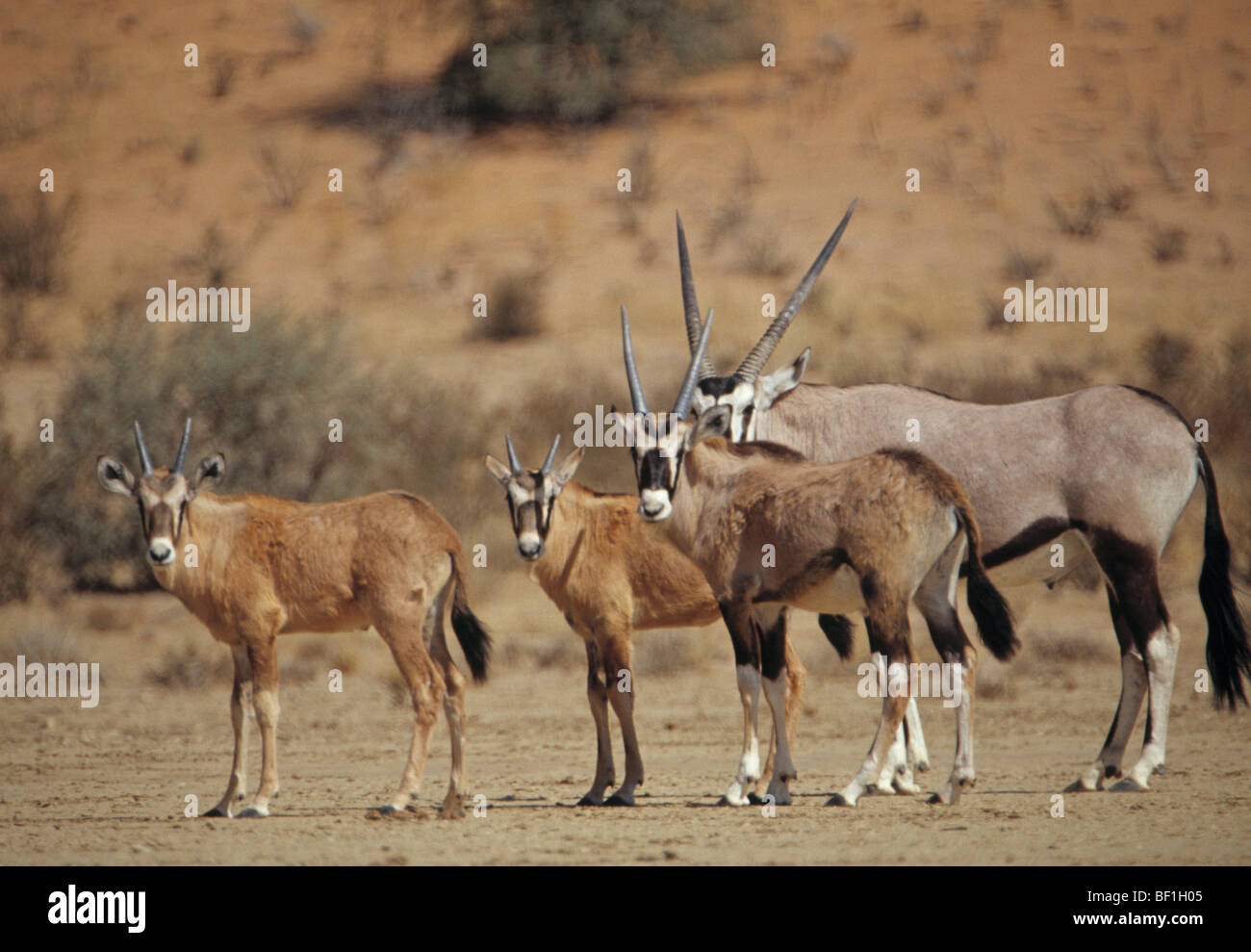 gemsbok, gemsbuck, oryx, oryx gazella Stock Photo - Alamy