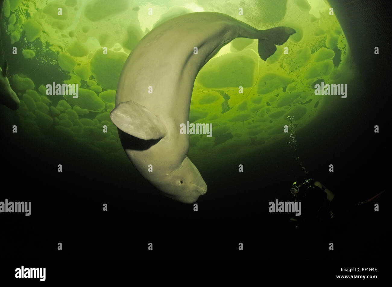 Delphinapterus leucas, White Whale, Beluga, belukha, Sea Canary, White ...