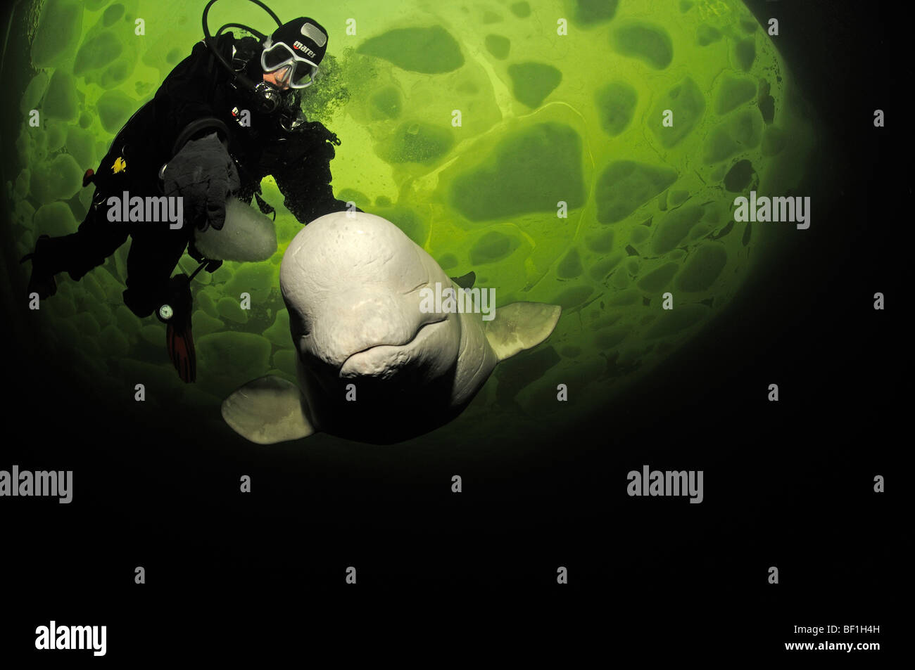 Delphinapterus leucas, White Whale, Beluga, belukha, Sea Canary, White ...