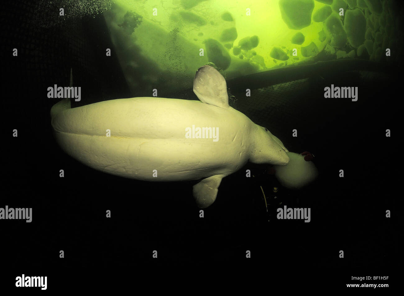 Delphinapterus leucas, White Whale, Beluga, belukha, Sea Canary, White ...
