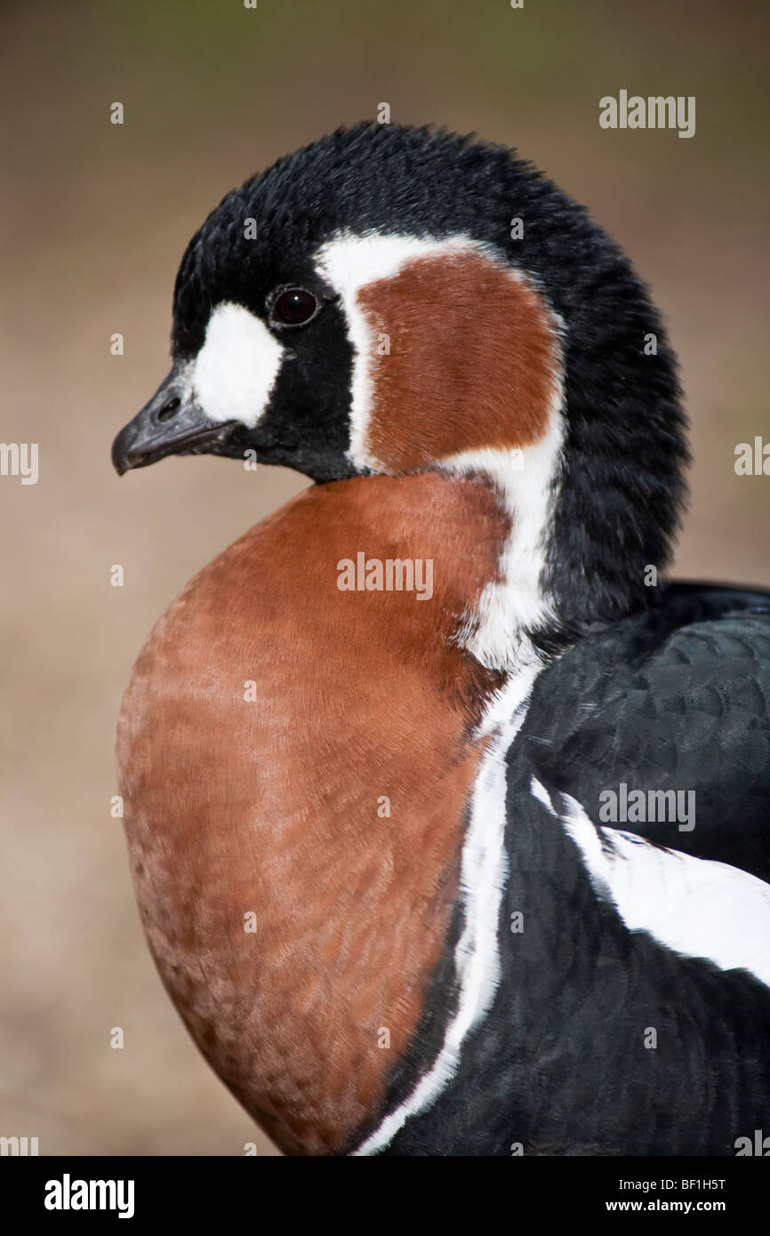 Red breasted Goose Stock Photo - Alamy