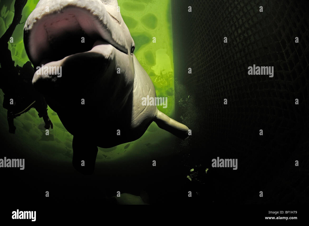 Delphinapterus leucas, White Whale, Beluga, belukha, Sea Canary, White ...