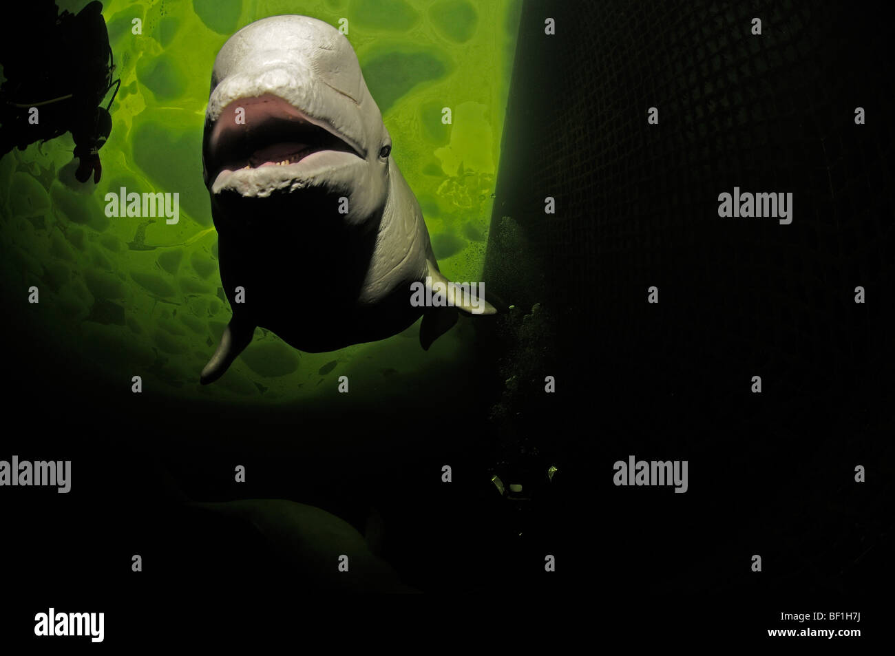 Delphinapterus leucas, White Whale, Beluga, belukha, Sea Canary, White ...
