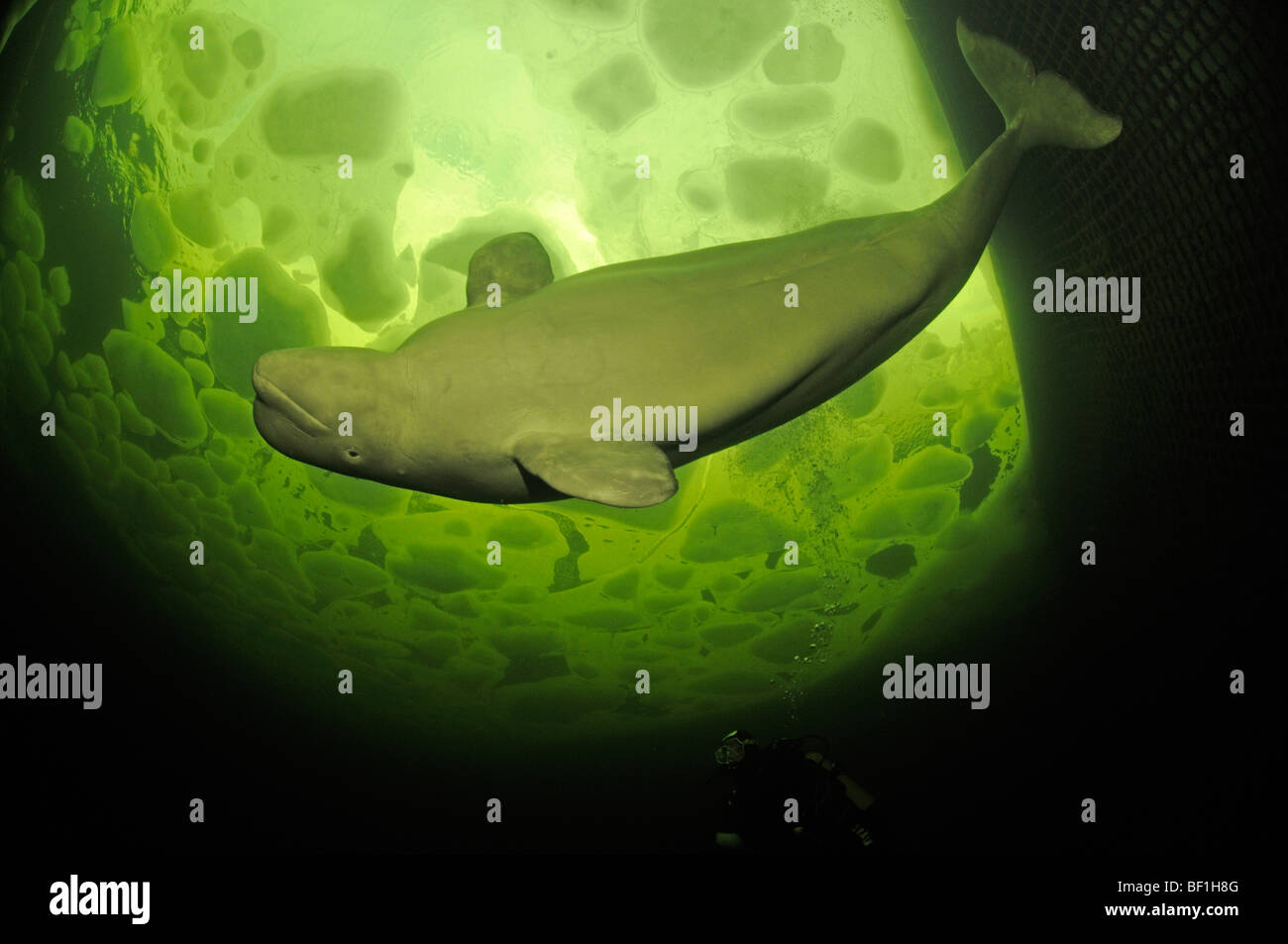Delphinapterus leucas, White Whale, Beluga, belukha, Sea Canary, White ...