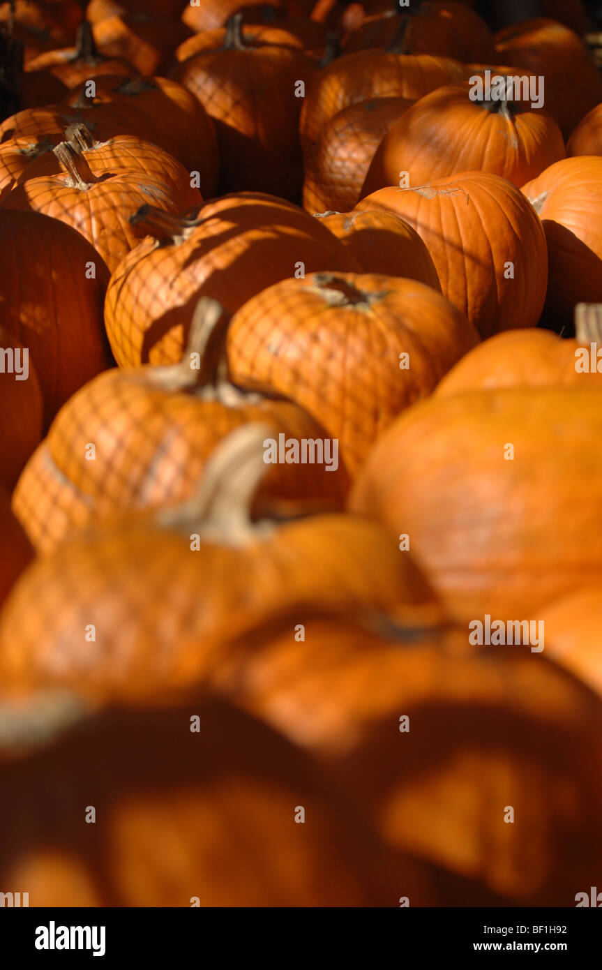 Pumpkin patch set up for display during the Halloween season Stock ...