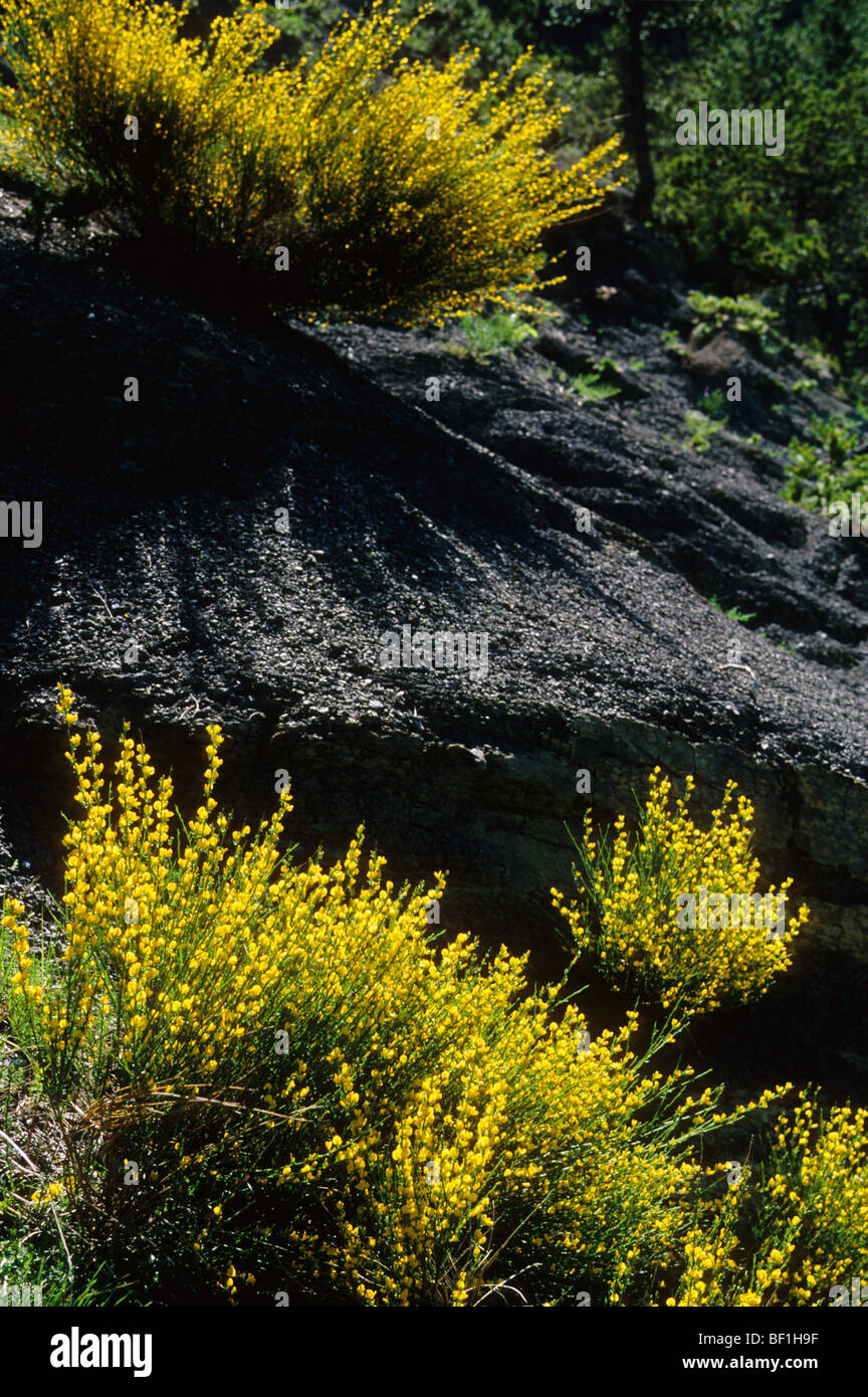 Genista plant hi-res stock photography and images - Alamy