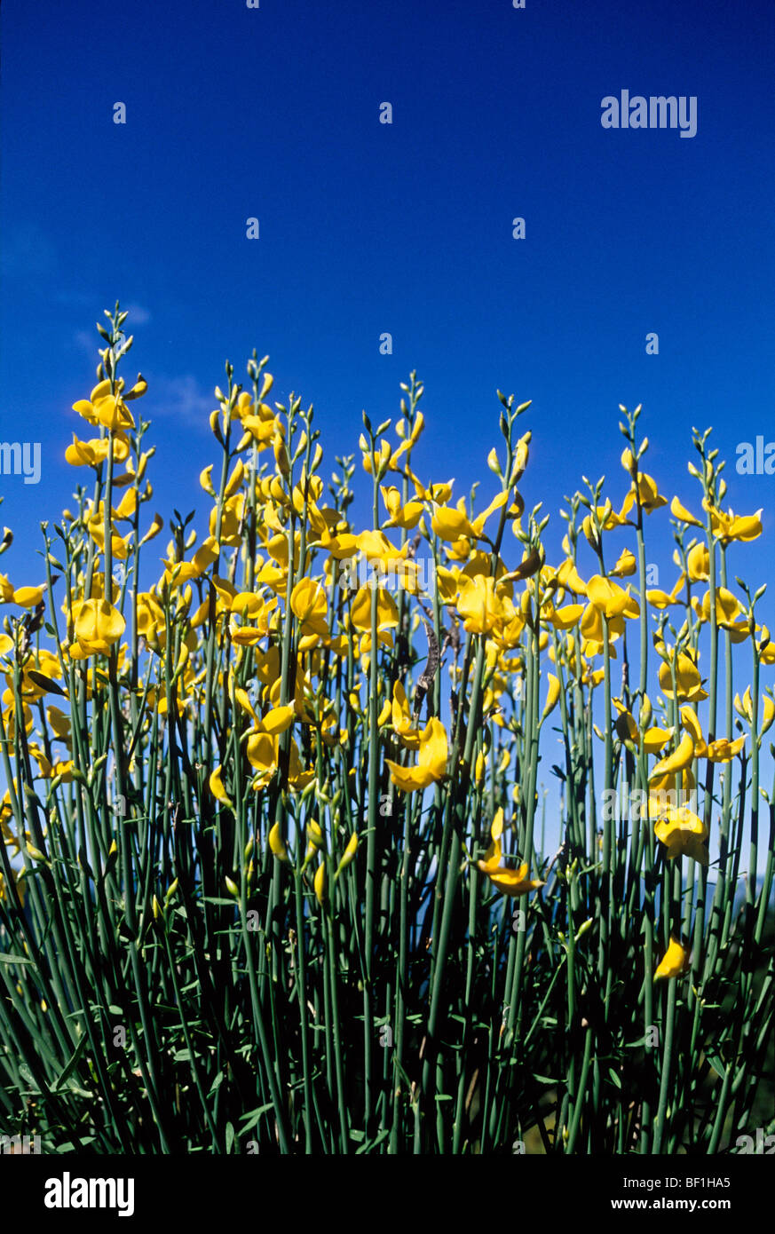 Genista plant hi-res stock photography and images - Alamy