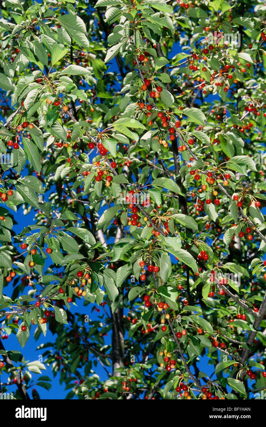 Detail of a cherry tree Stock Photo - Alamy