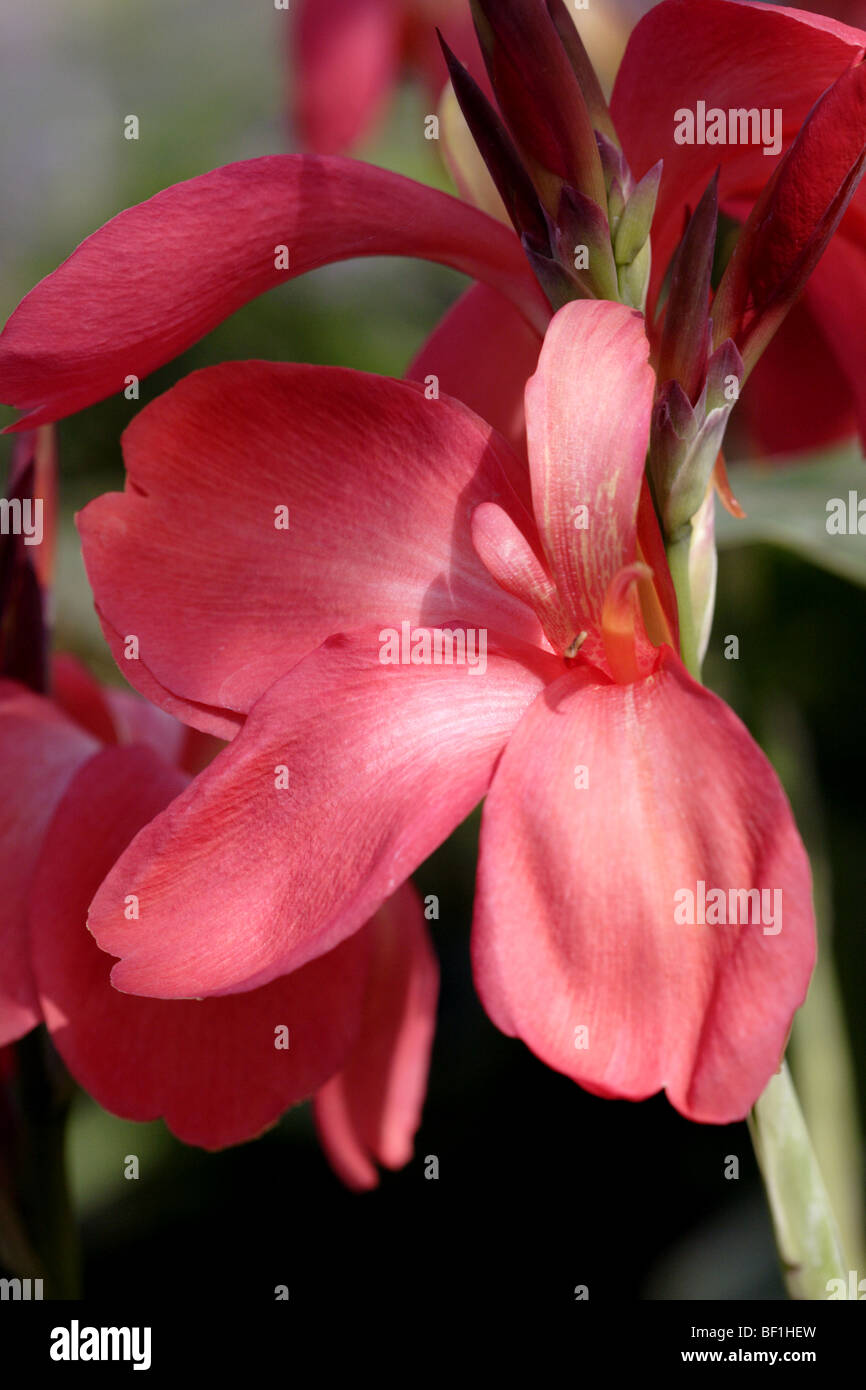 Cannas garden hi-res stock photography and images - Alamy