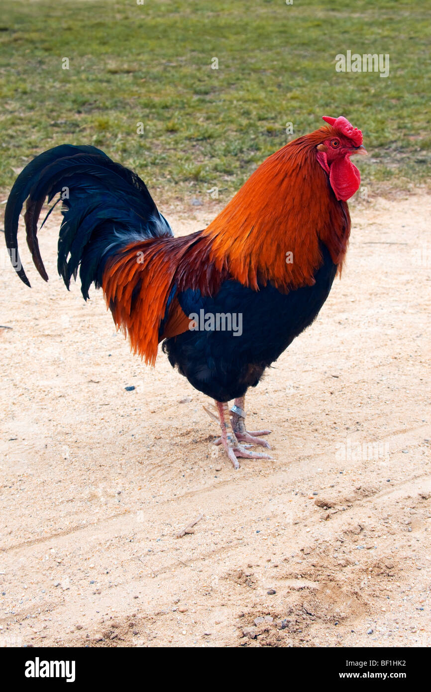 Side view rooster hi-res stock photography and images - Alamy