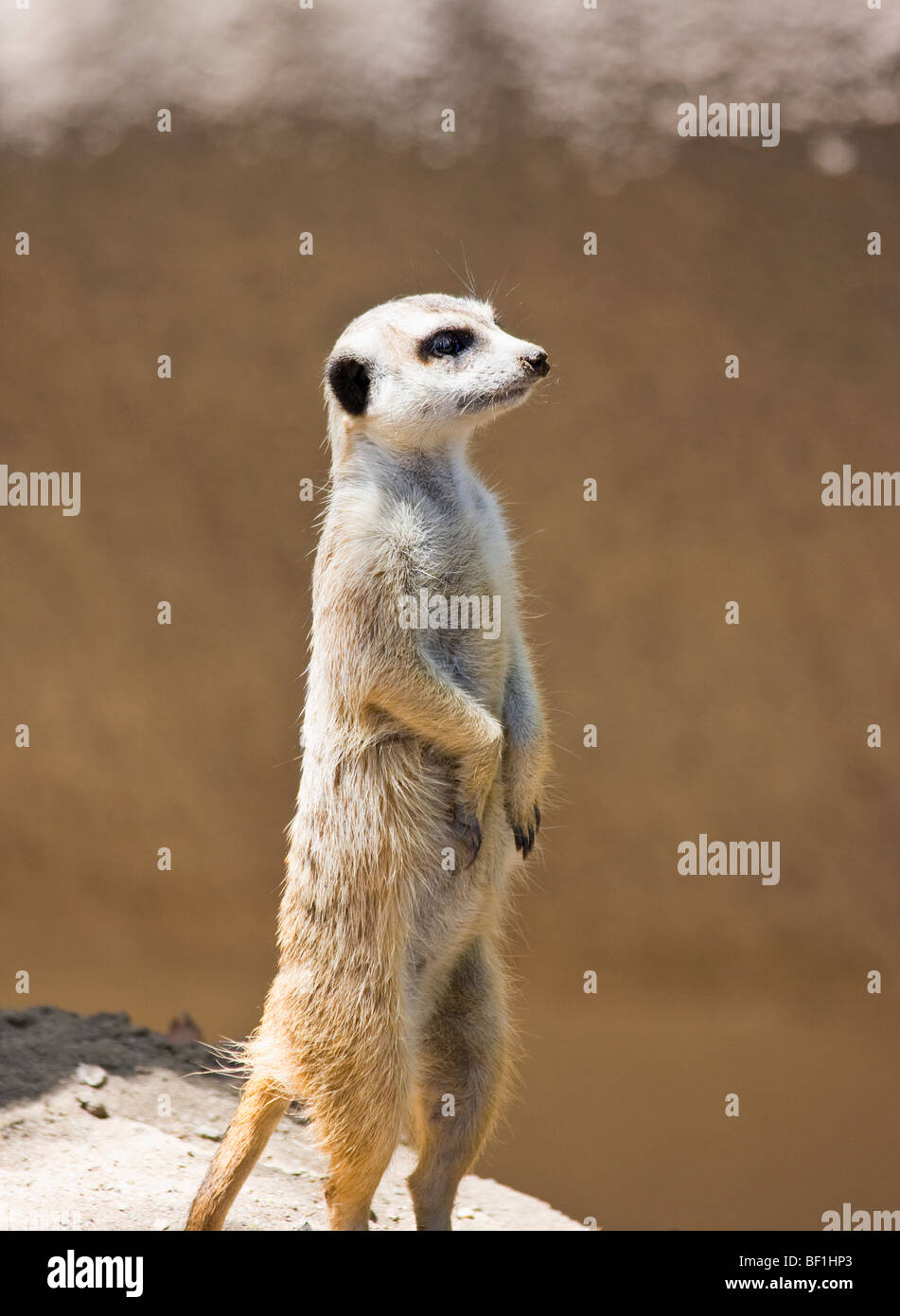 An "African" "Meerkat" "standing tall" "at attention" on its "hind legs ...