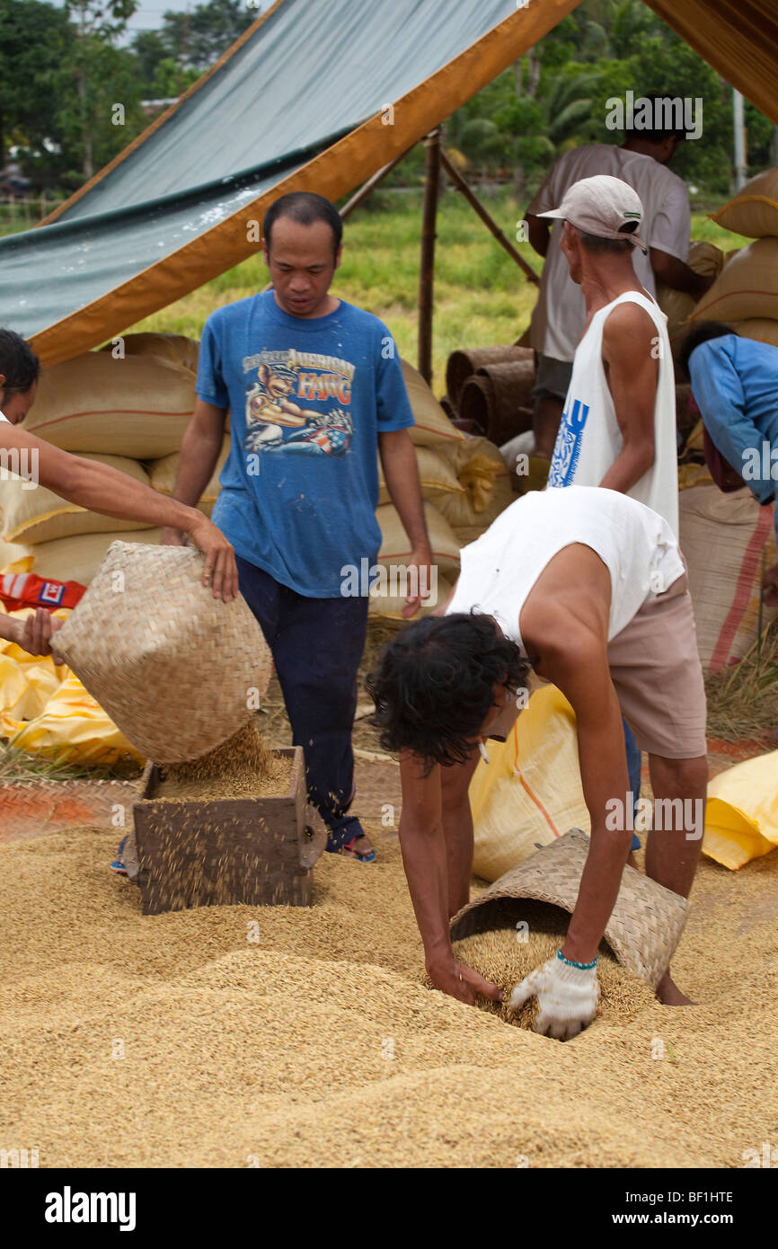 Filipino workers measuring rice into sacks after harvesting. Iloilo ...