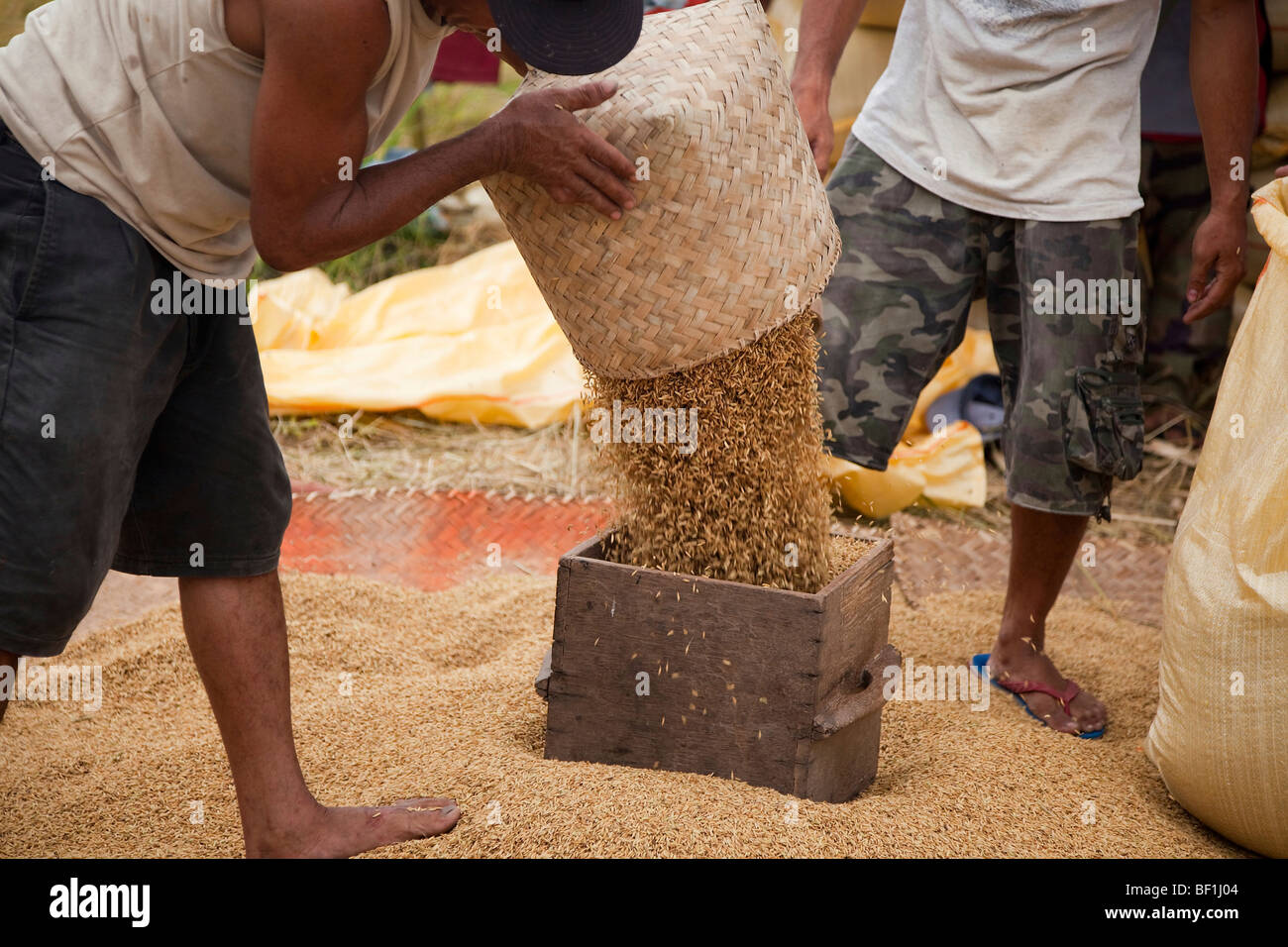 Filipino workers measuring rice into sacks after harvesting. Iloilo ...