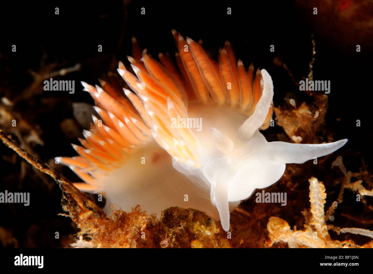 Coryphella hi-res stock photography and images - Alamy