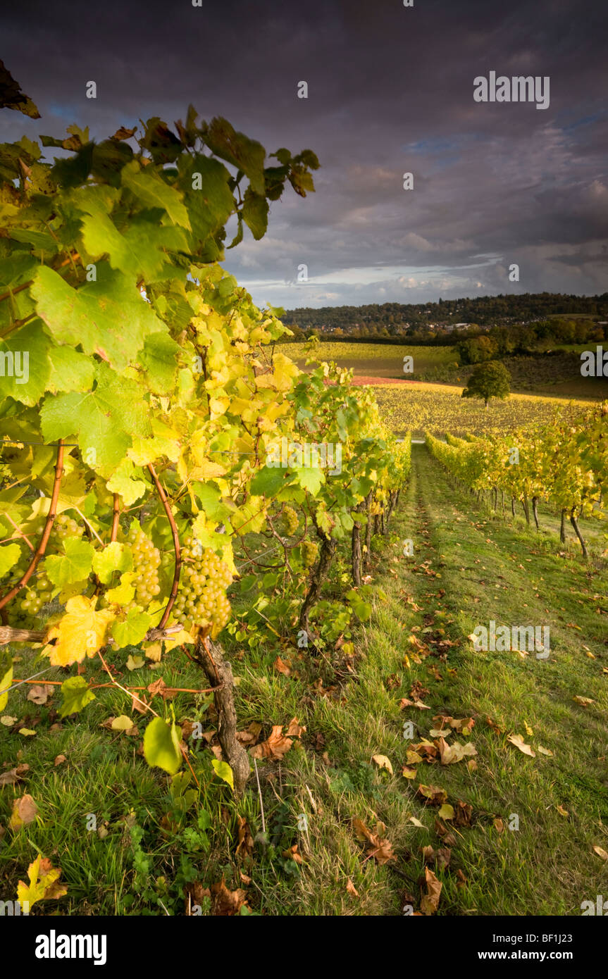 Denbies Wine Estate, Dorking, Surrey, UK Stock Photo - Alamy
