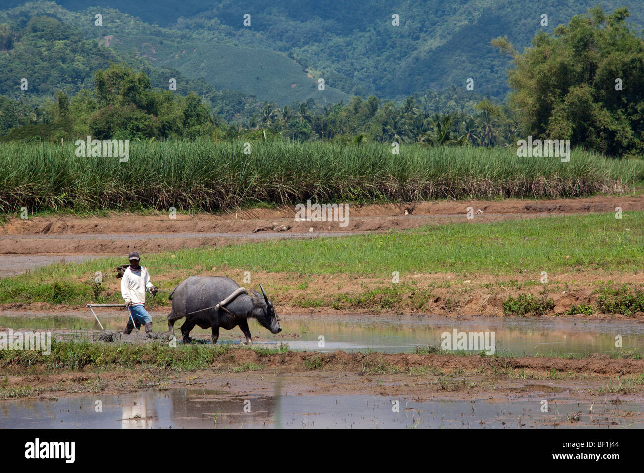 Filipino farmer using an ox to plough a rice paddy. Iloilo Philippines ...