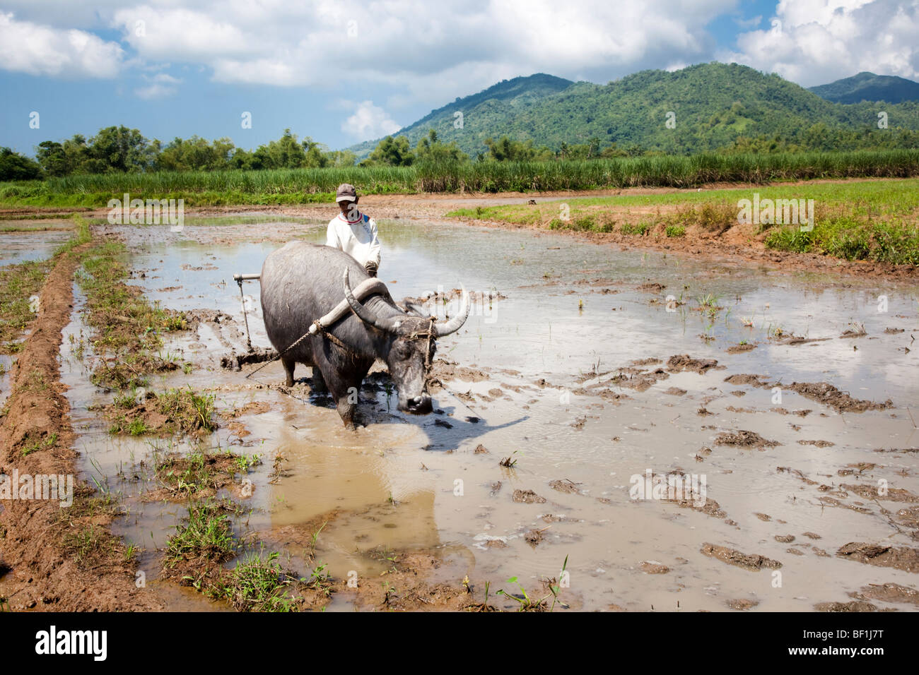 Filipino farmer using an ox to plough a rice paddy. Iloilo Philippines ...