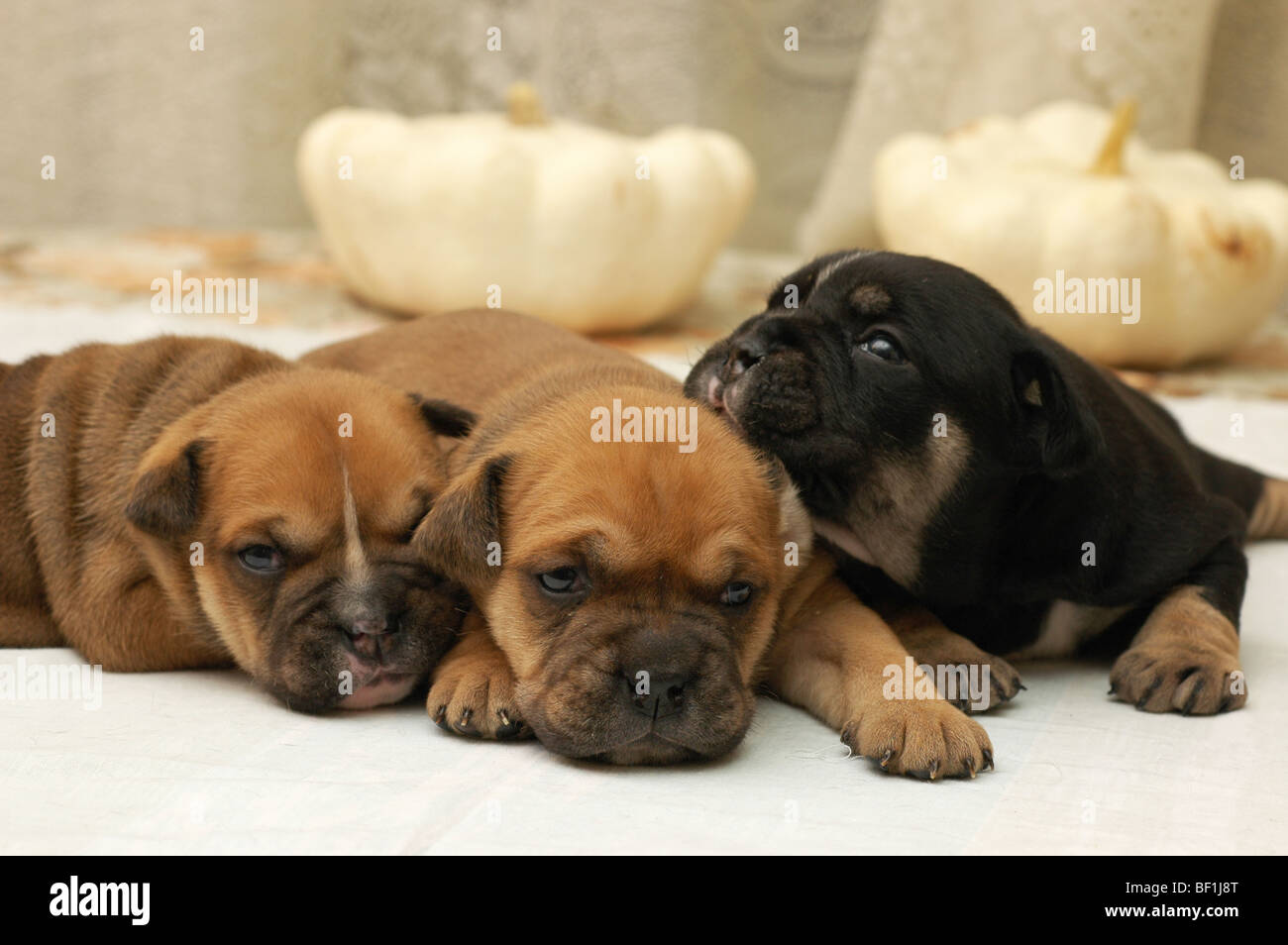 Three Ca de Bou puppies Stock Photo - Alamy