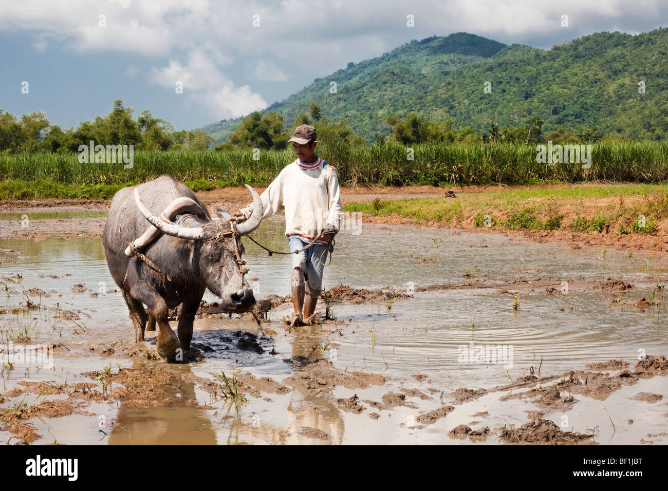 Filipino farmer using an ox to plough a rice paddy. Iloilo Philippines ...