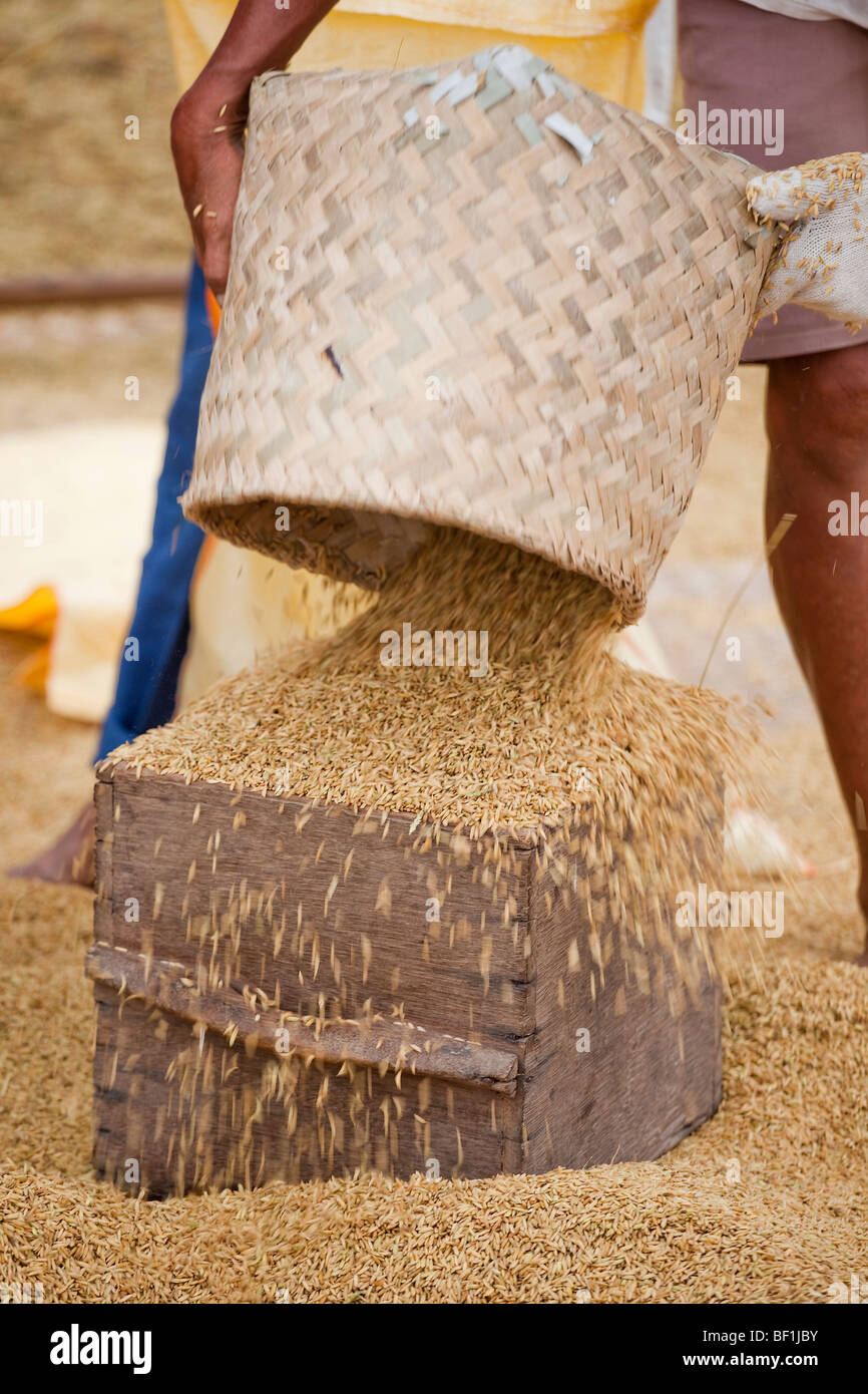 Measuring rice after harvesting. Iloilo Philippines Stock Photo - Alamy