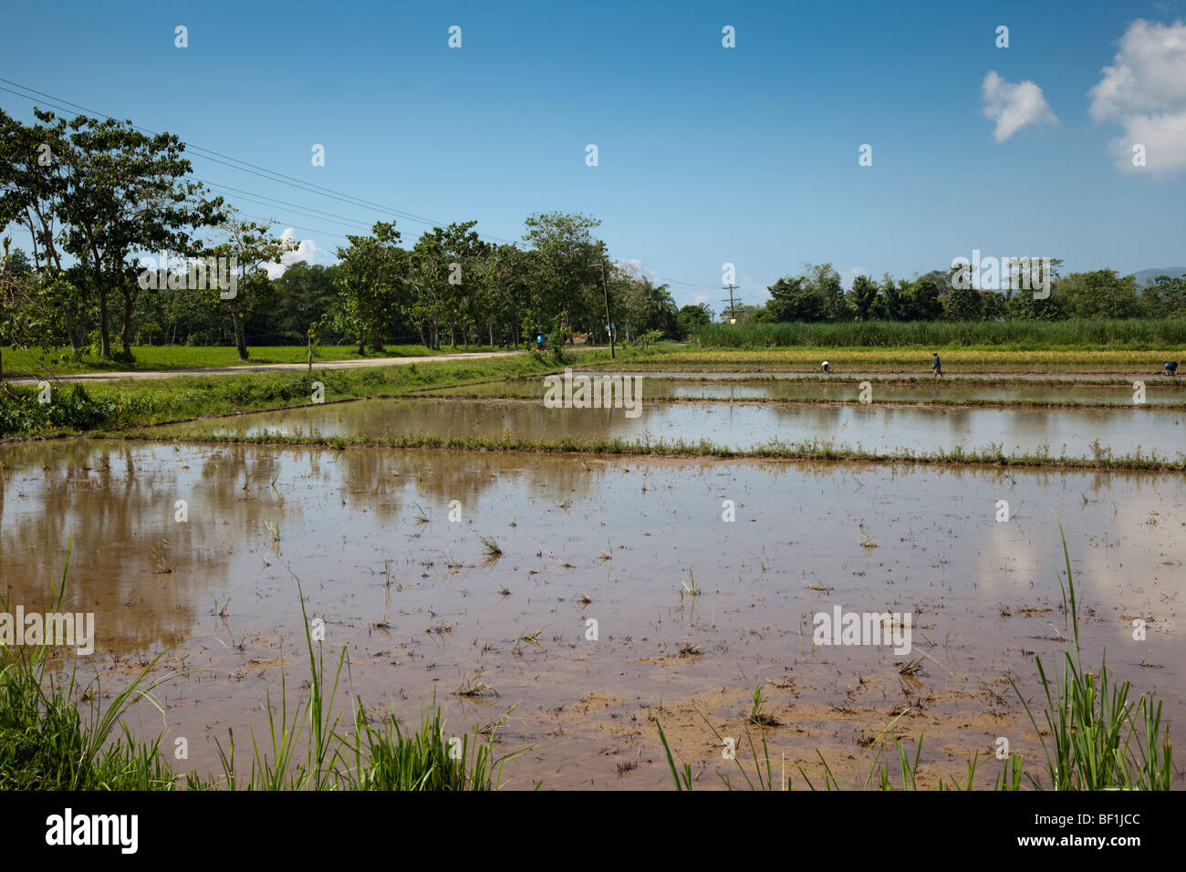 Rice paddy. Iloilo Philippines Stock Photo - Alamy