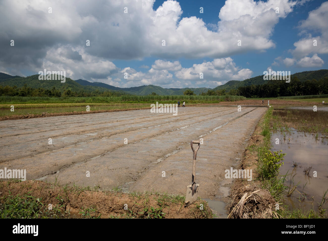 Filipino farmers seeding a rice paddy. Iloilo Philippines Stock Photo ...