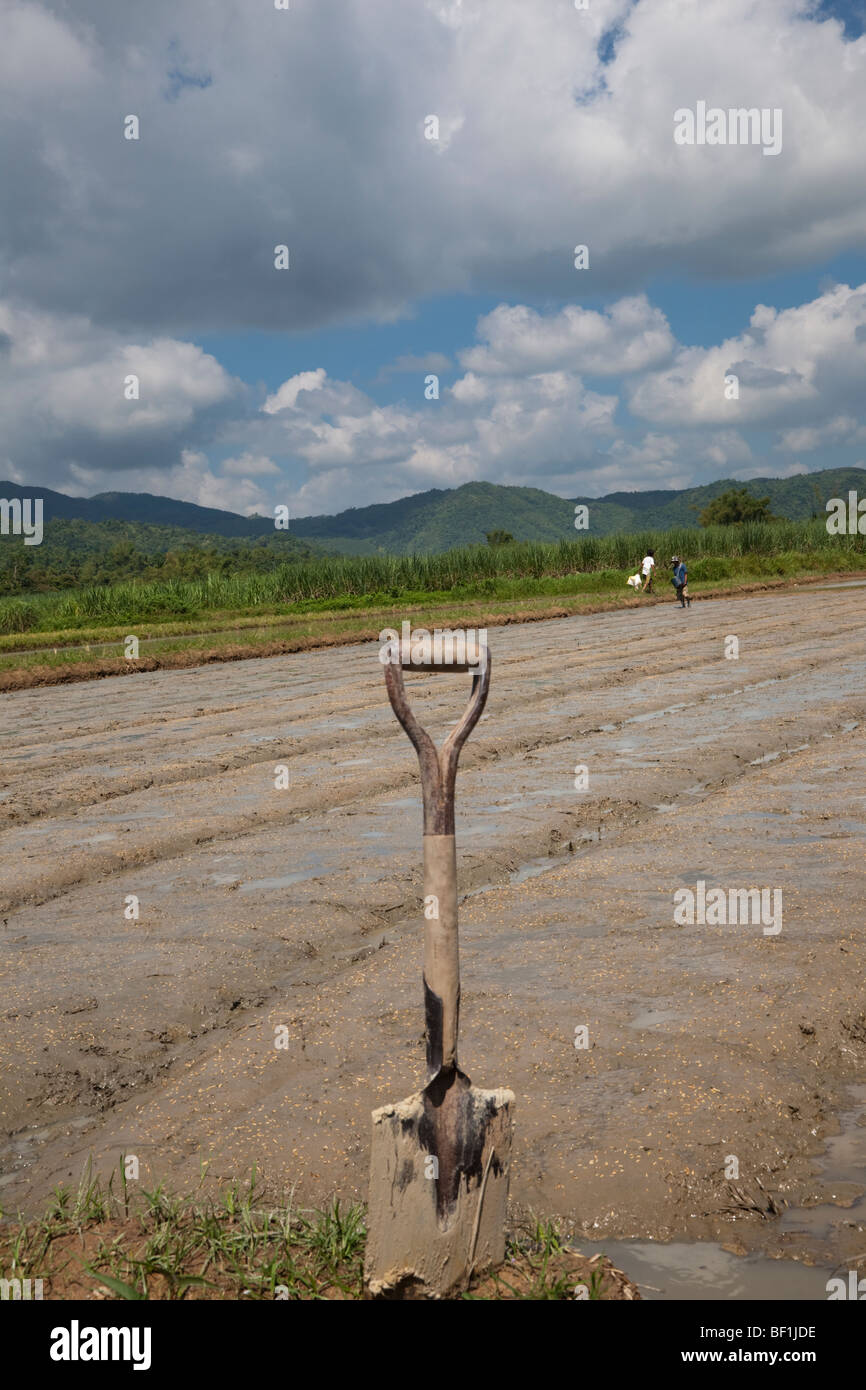 Filipino farmers seeding a rice paddy. Iloilo Philippines Stock Photo ...