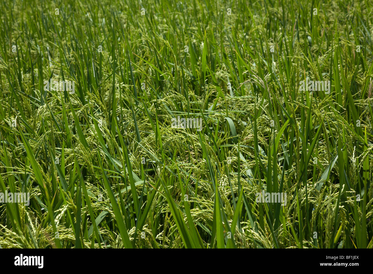 Close up of rice growing in a field. Iloilo Philippines Stock Photo - Alamy