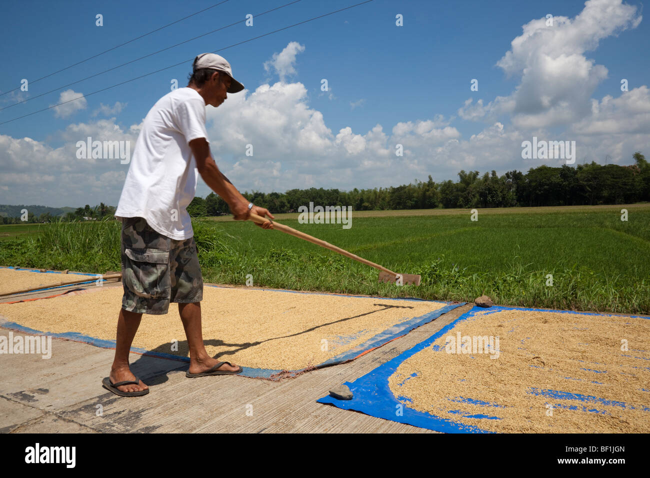 A Filipino man raking rice drying on tarpaulins along the side of the ...