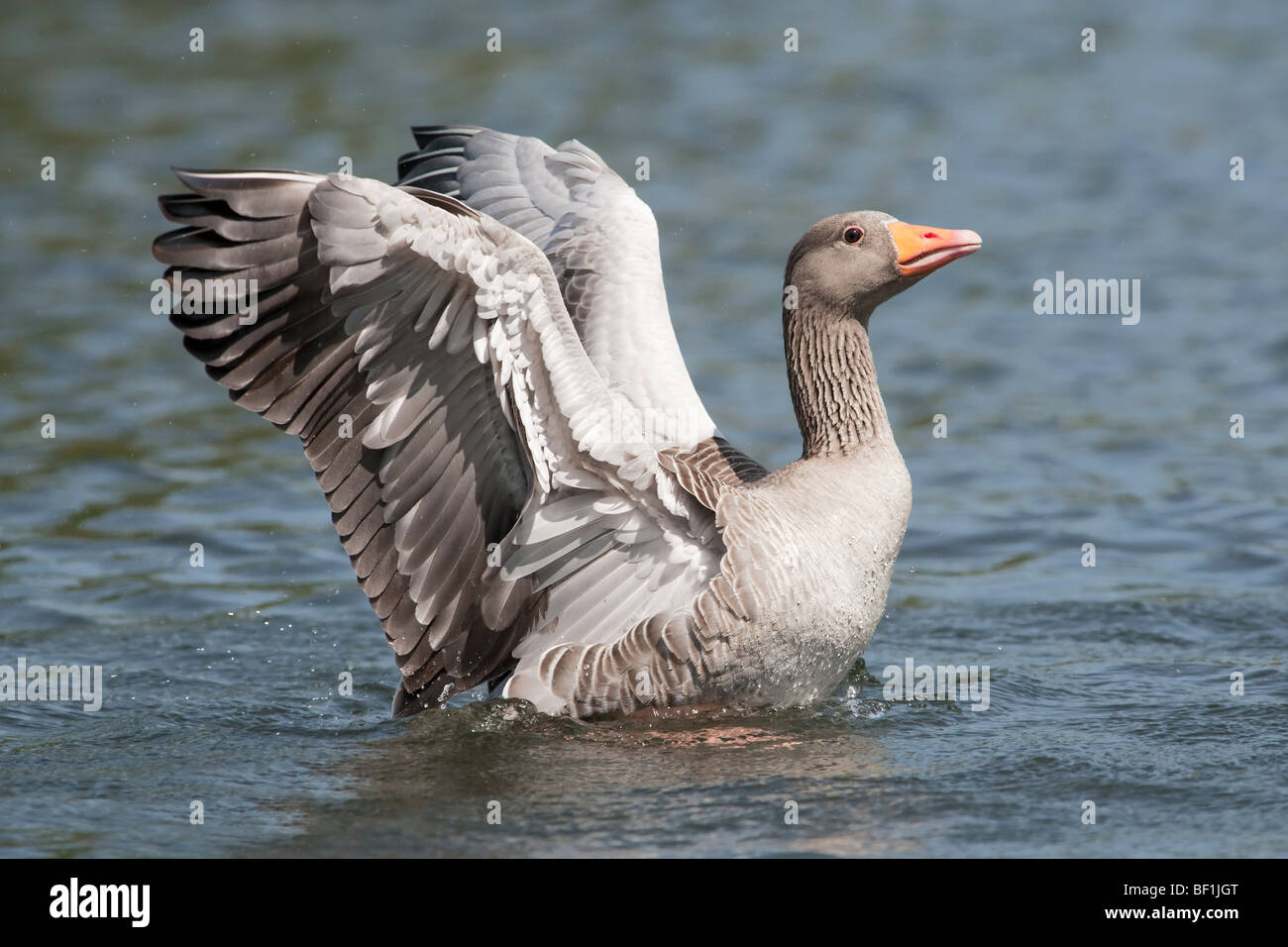 Greylag goose wing stretching Stock Photo - Alamy