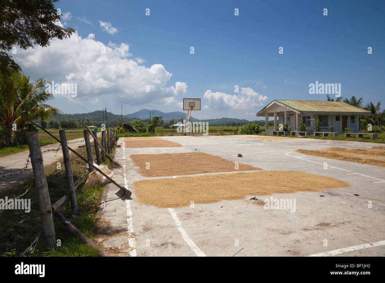 Rice drying hi-res stock photography and images - Alamy