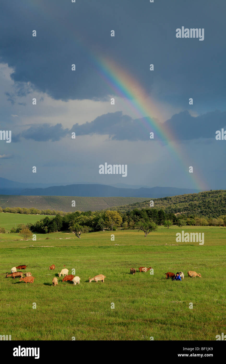 Livestock pasturage hi-res stock photography and images - Alamy