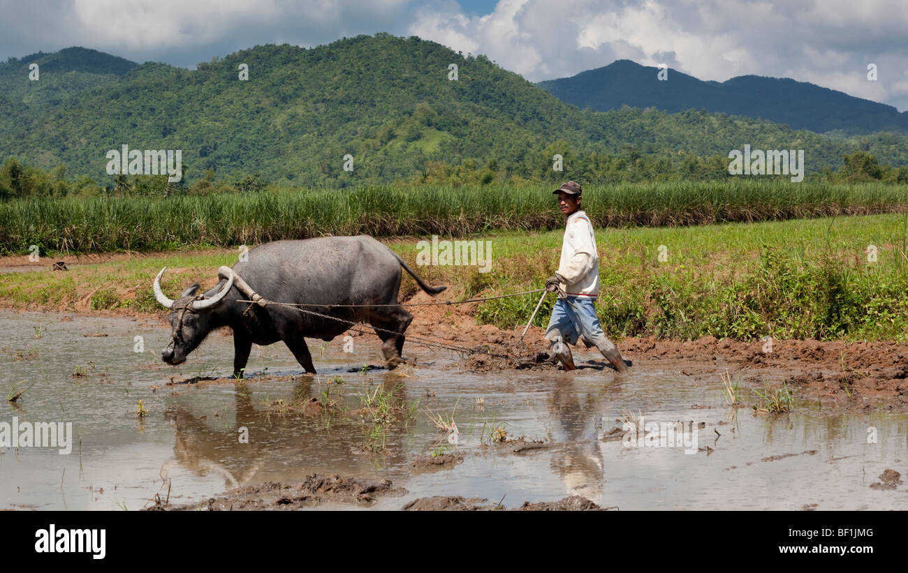 Filipino farmer using an ox to plough a rice paddy. Iloilo Philippines ...