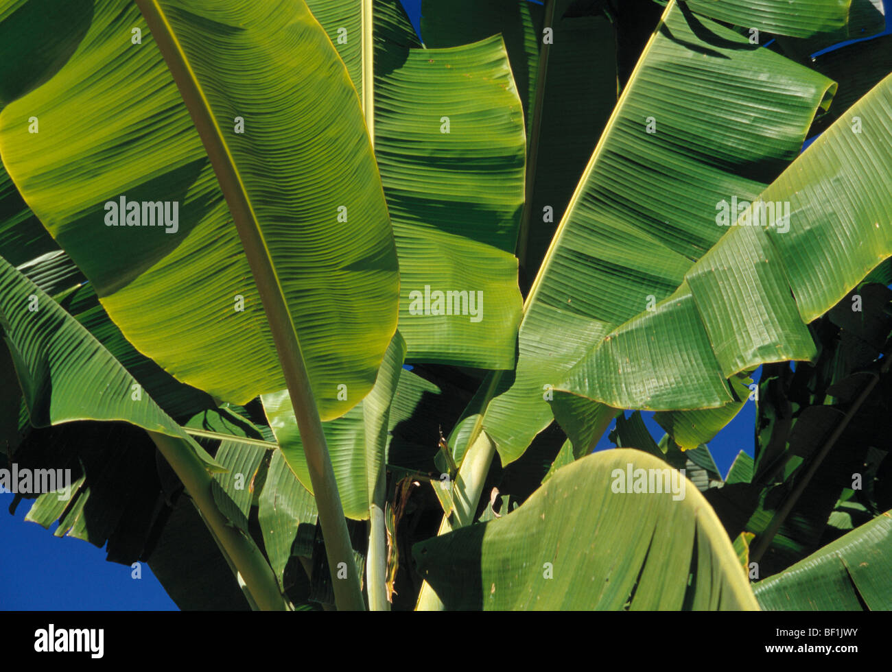 Banana leaf hi-res stock photography and images - Alamy