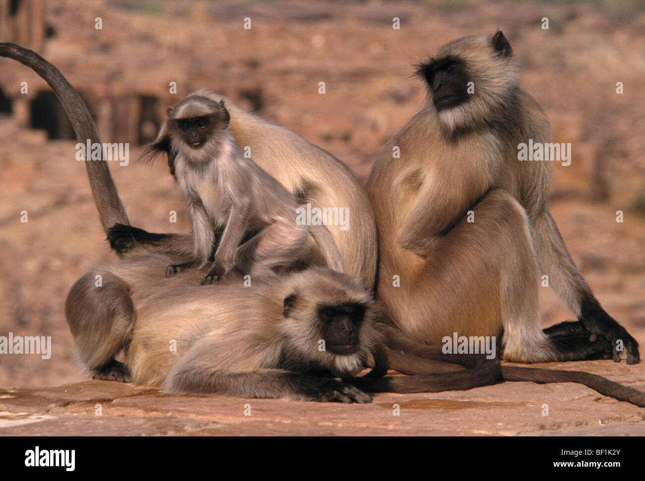 hanuman langur, common langur, grey langur , presbytis entellus Stock ...